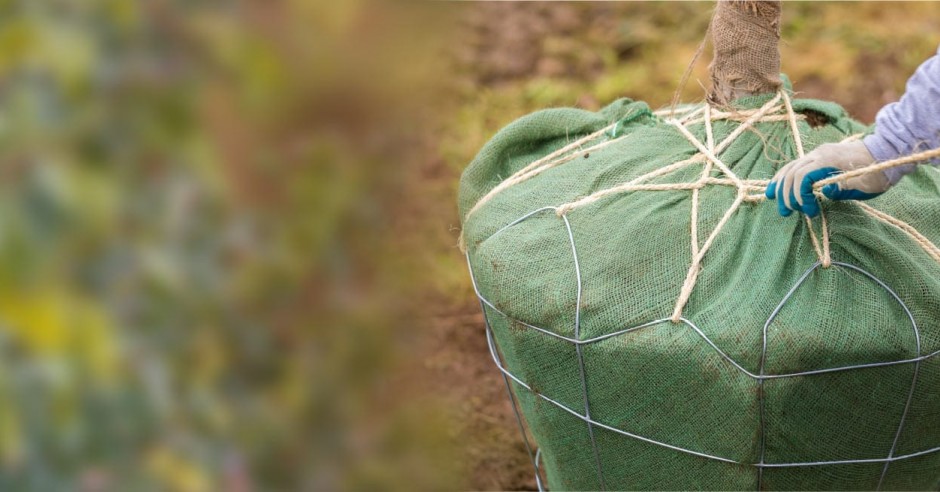 tree root ball wire basket